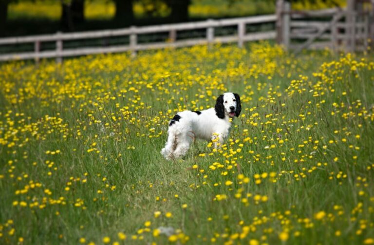 Poison Ivy and Pets - Hoschton Animal Hospital